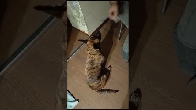 Дрессировка собаки. домашних питомцев