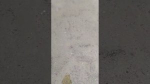 рыбки