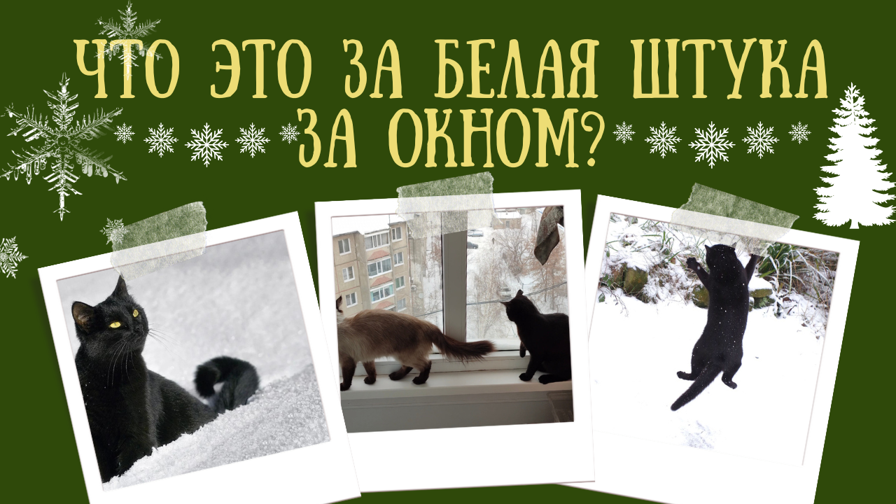 Миша пытается достать снег, а Ватка у нее на пути