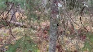 Кого облаивали Западносибирские лайки 10 месяцев и Волэнд ⁉️ Охота в Ленинградской области ‼️