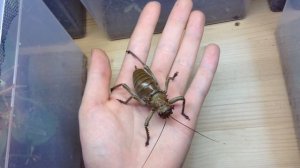 Гигантский боец Мадига Либериана