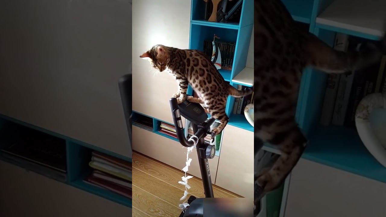 Кошки тоже любят фитнес #shorts #short #shortvideo #shortsvideo #кот #кошки #cat #cats #catlover