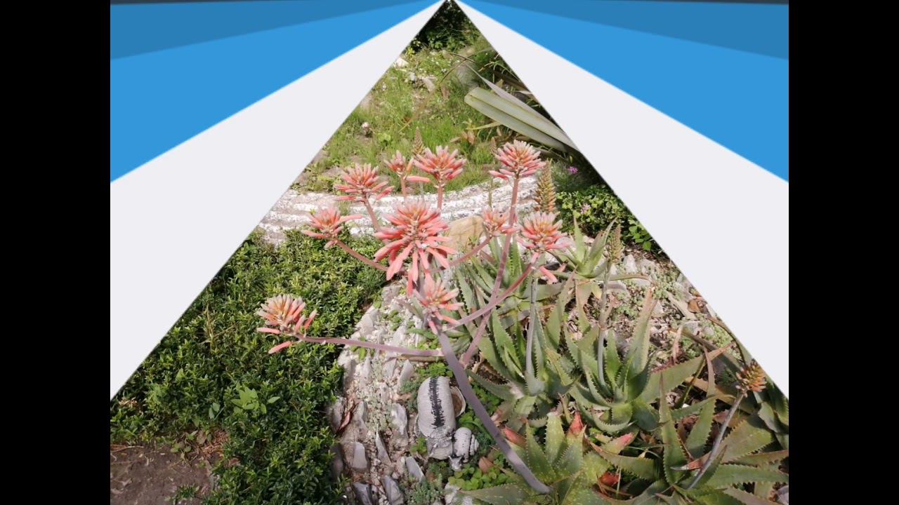 Фитофантазии г. СОЧИ 26 мая 2021 г.