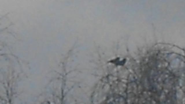 Галки на вершине дерева 34645 DSCN5167