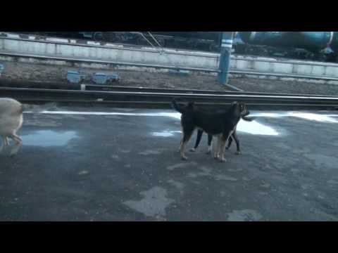 Бродячие собаки. Приход кобеля.