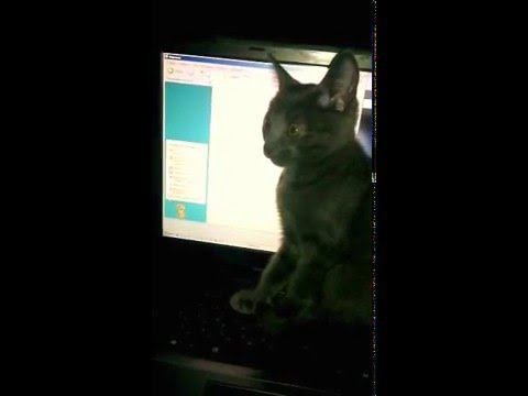 Котенок слушает музыку на ноутбуке. Продолжает жечь.