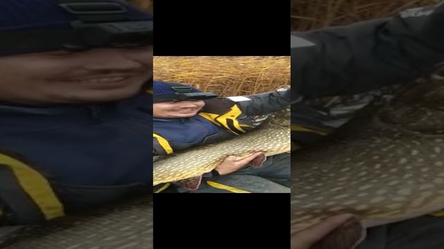 щука на 12 кг