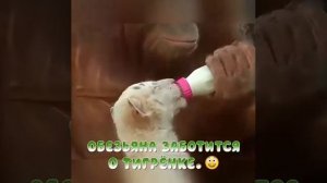 Обезьяна приютила тигрёнка