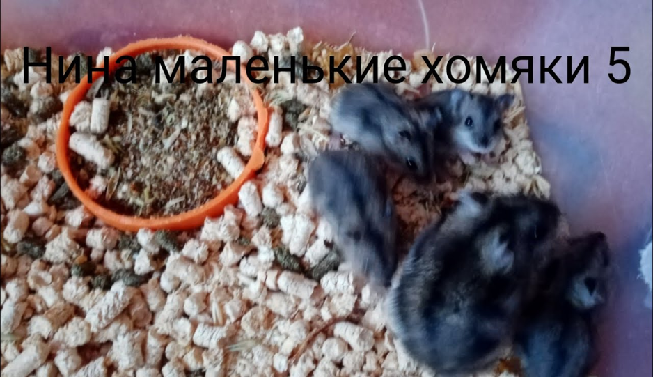 Нина маленькие хомяки 5