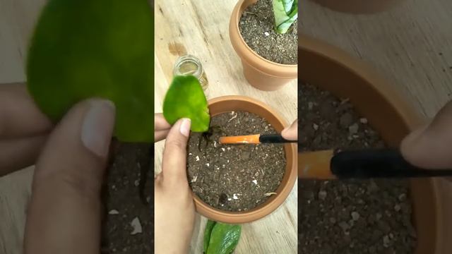 propagate ZZ plant plant at home by cutting #plant #propagation