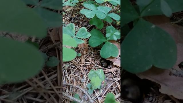 Шмель-лесной житель