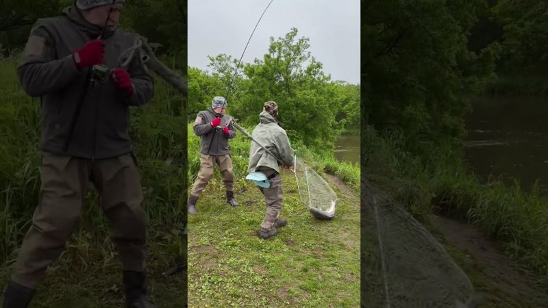 Трофейная ЧАВЫЧА 2024 #fishing #рыбалка #рыба #чавыча #трофей #трофейнаярыбалка #камчатка