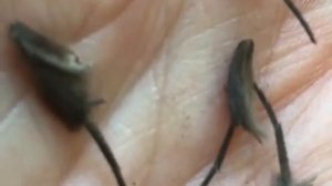 Личинки чудовищ из Новой Зеландии