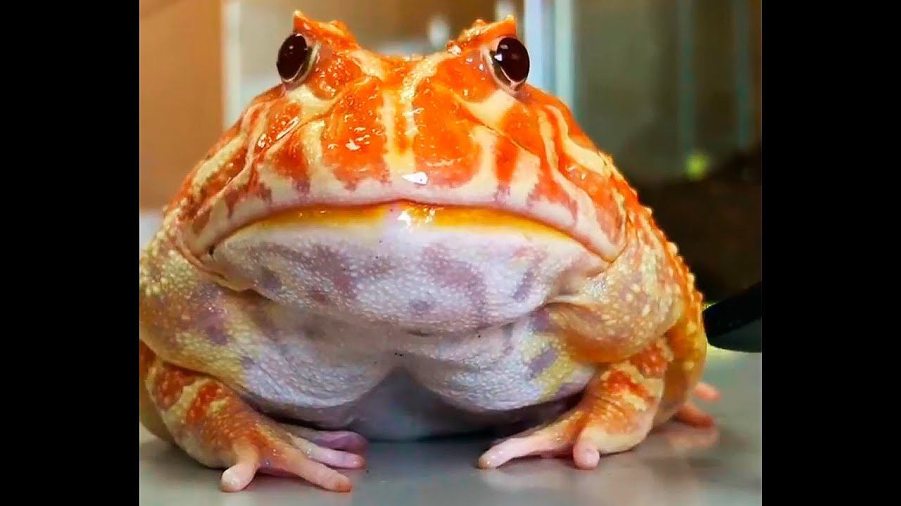 Нашествие лягушек 2. Подборка