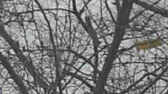 Белка прыгает по веткам 6468545468 DSCN5126