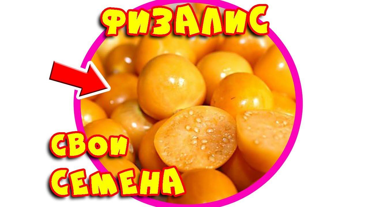 Как заготовить семена физалиса. Семена своими руками. Как выращивать физалис мармеладный #2