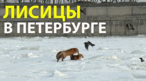 Дикие новости с Павлом Глазковым // Выпуск #36