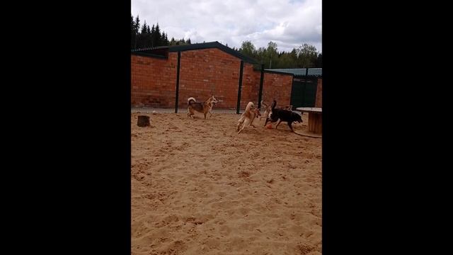 Все бегут, бегут, бегут, бегут, бегут ...