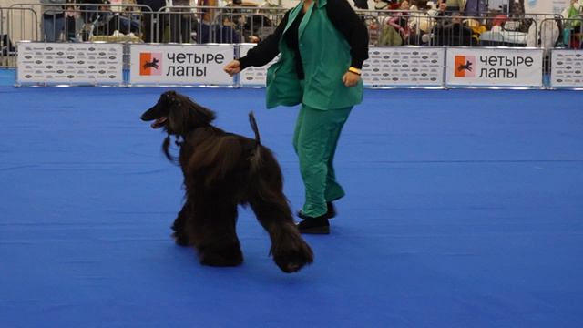Чемпионат РКФ.Чемпионат Санкт-Петербурга.Всероссийские соревнования по танцам.