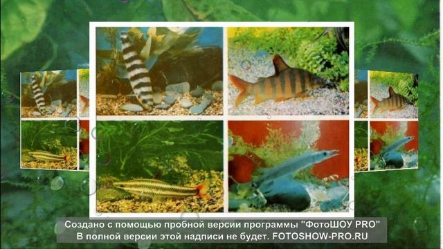 Аквариум московского зоопарка.