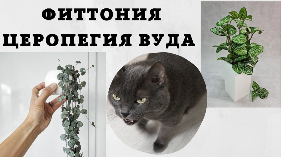 ФИТТОНИЯ. ЦЕРОПЕГИЯ ВУДА. УХОД ЗА ЦВЕТАМИ. РАЗМНОЖЕНИЕ