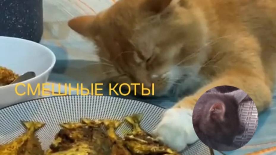 Смешные КОТЫ | КОТЯРА