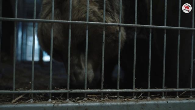 Rebecca Louise at our Arosa Bear Sanctuary - смотреть видео онлайн от ...