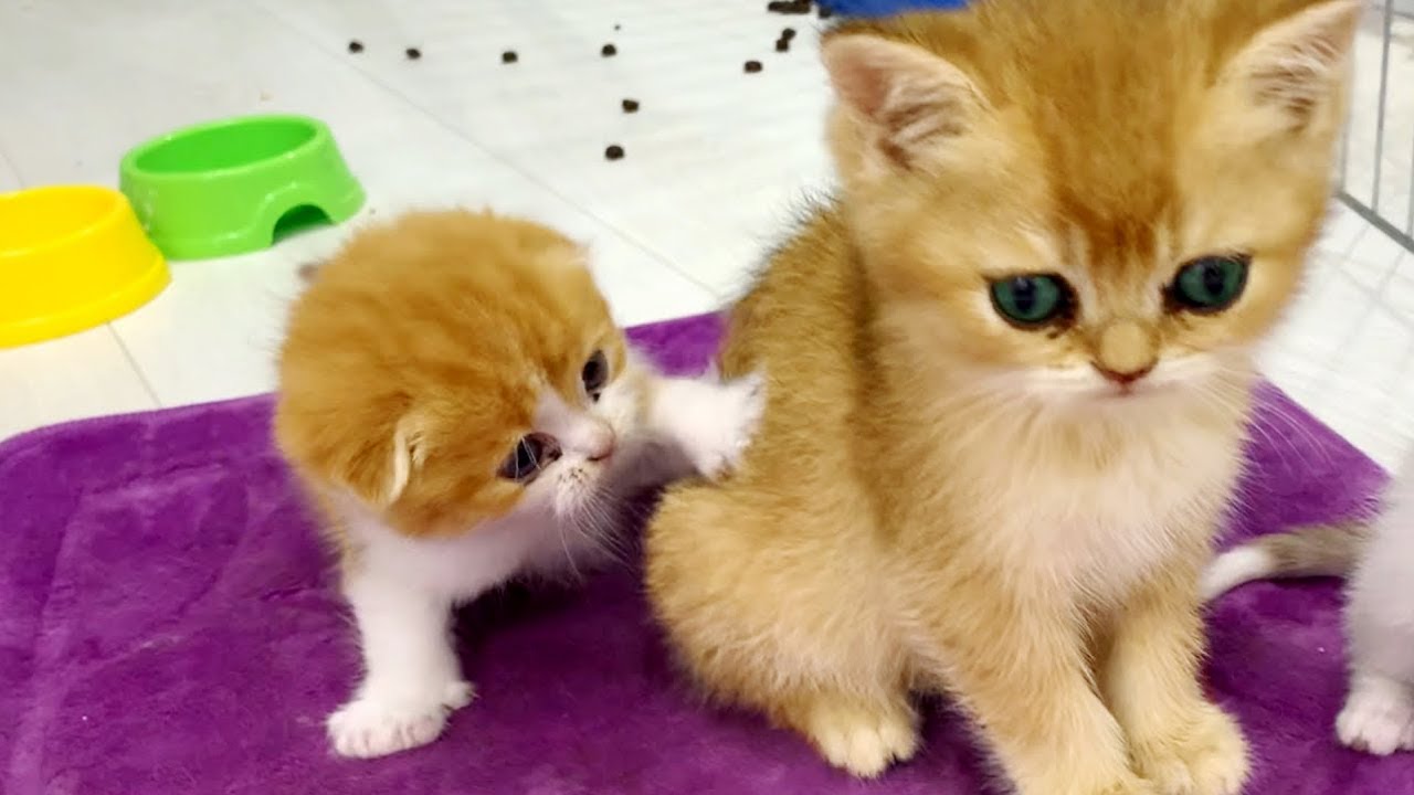 Самые смешные котики #13