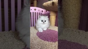 Милота