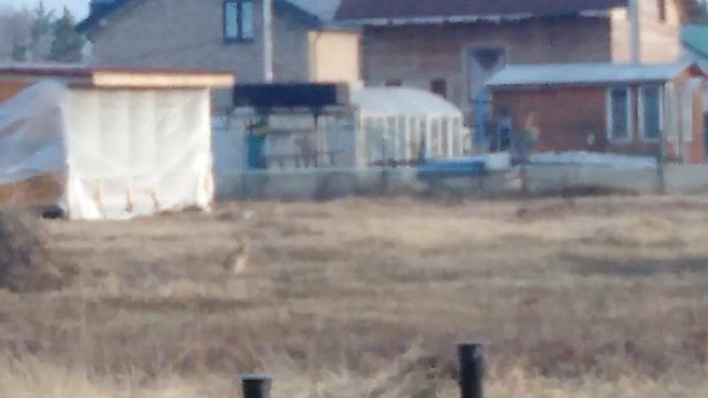 VID-001 Зайка серенький не трусливенький.mp4