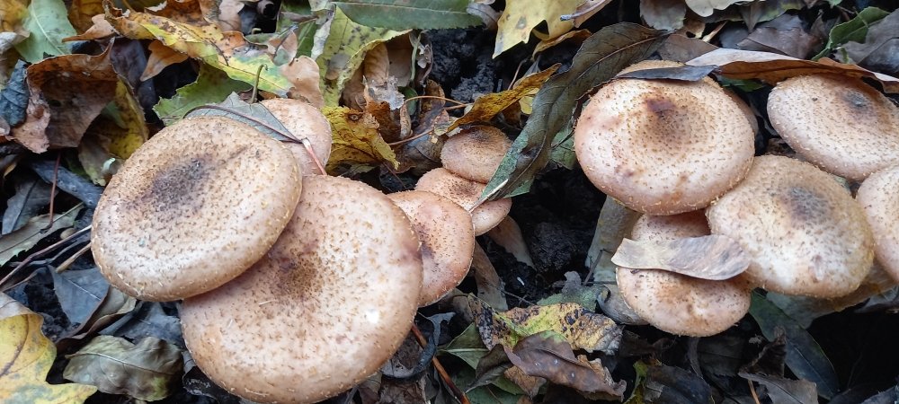 ‼️ОТКРЫВАЮ НОВЫЕ ОПЯТНЫЕ МЕСТА ❗ Сезон опят продолжается‼️