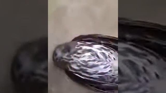 Сова врезалась в окно!