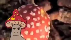 Mushroom Lore But More Epic