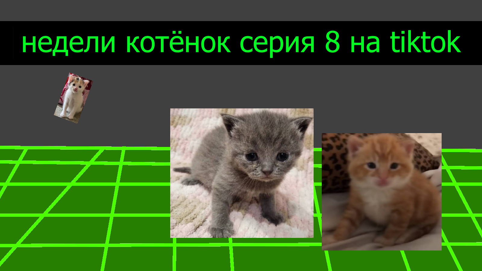 Недели котёнок серия 8 на tiktok