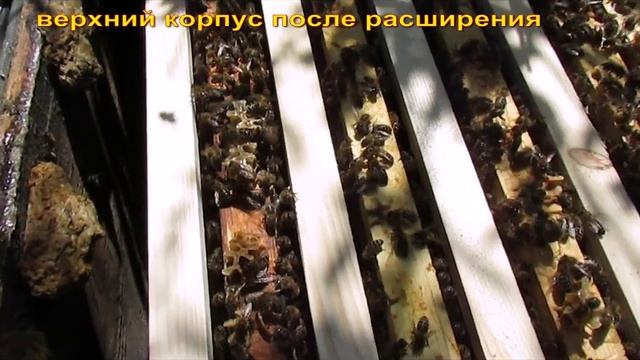 весенние работы с пчелами - при расширении семей пчел использую не сушь, а вощину - часть 2