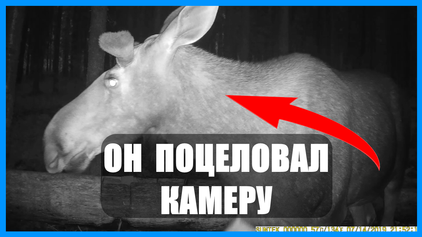 МЕДВЕЖОНОК И ЛОСИ! Видео с фотоловушек HC-300M и HC-700A.