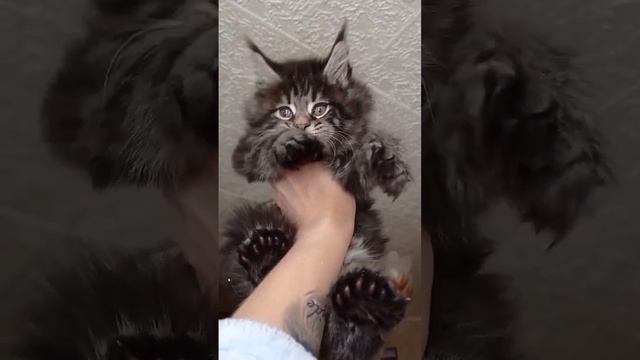 Танцы 😻Котенок Мейн Кун Полидакт 2 месяца  Мы в ВК @riversidepride в инстаграм @mainecoon_riverside
