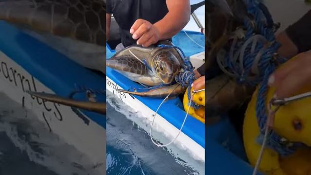 Освобождение черепахи