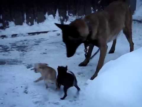 Малинуа и чихуахуа 2009