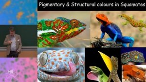 Stanislav Smirnov - How the lizard got its colors