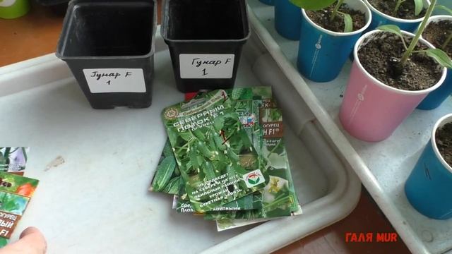 Когда и как посеять семена огурцов на рассаду.mp4