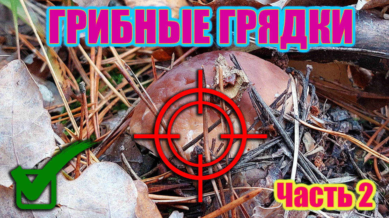 ГРИБНОЙ ШКВАЛ | ЛЕГЕНДАРНЫЕ БОРОВИКИ (МО)