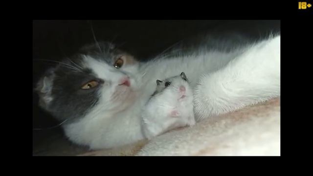 7. Потрачено. Перекус. Лучшие приколы 2021, смешные видео и фейлы