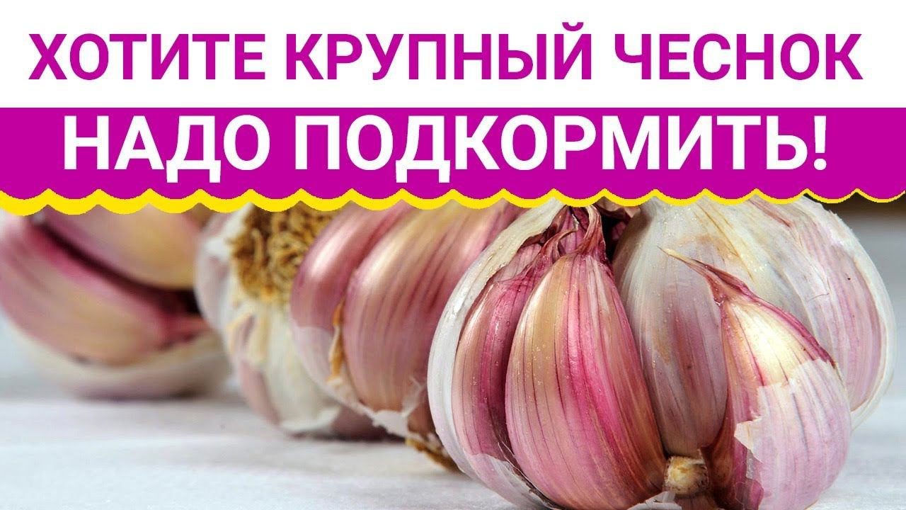 Хотите крупный чеснок   надо подкормить!