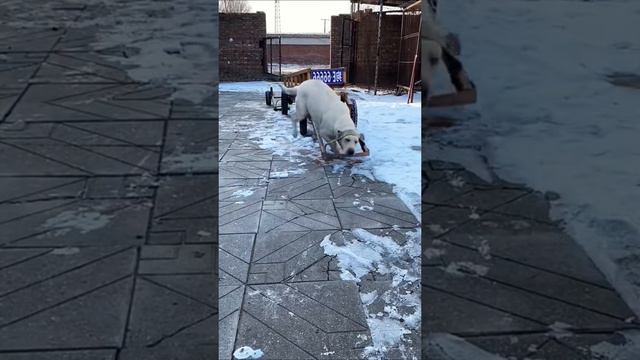 гоу