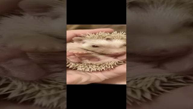 Наша ежуня растет.