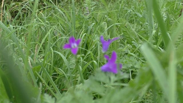 Цикады и кузнечики. Единение со вселенной.