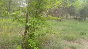 девушка и собака гуляет сама