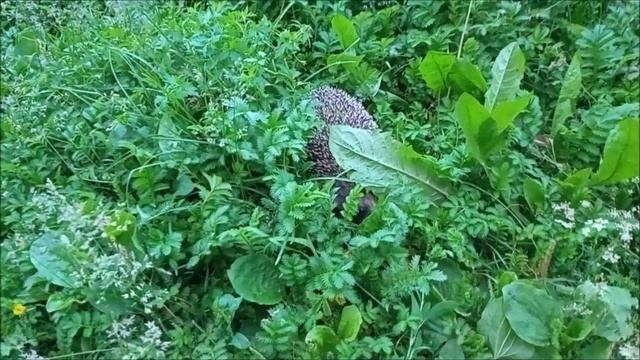 Ёжик в гости к нам пришёл