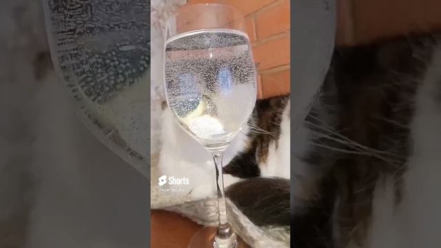 может по наливочке_?.mp4